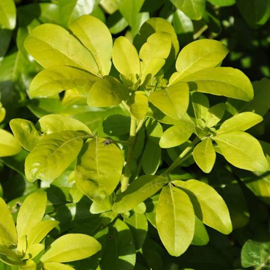 Oranger du Mexique 'Sundance' - Pot de 2 litres - Jardiland