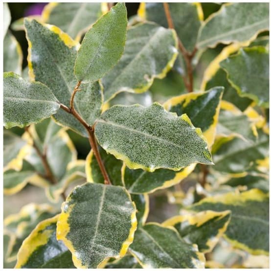Elaeagnus x ebbingei 'Viveleg' - Chalef - Pot de 3 litres - Jardiland
