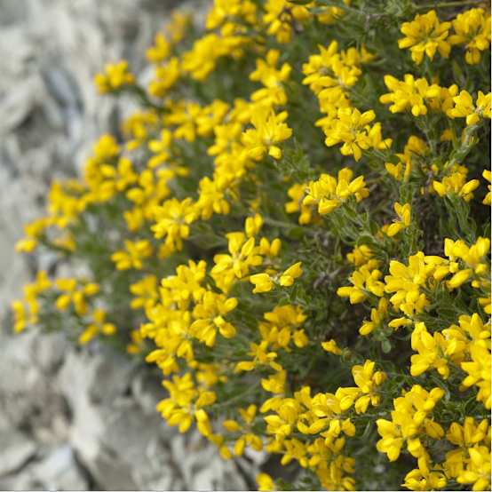 Genêt d'Espagne - Genista hispanica - Jardiland