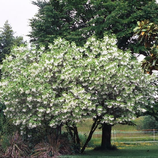 Arbre de Neige - Chionanthus virginicus - Pot de 4 litres - Jardiland Arbre de Neige - Chionanthus virginicus - Pot de 4 litres - Jardiland
