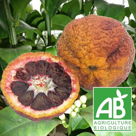 Clémentinier sanguine Bio - Pot de 3 litres - Jardiland