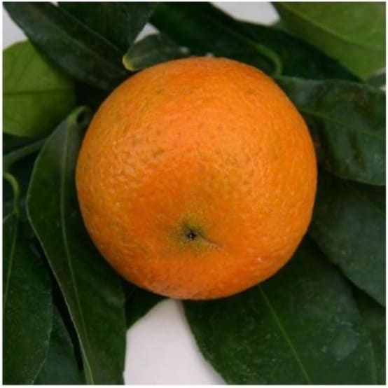 Clémentinier - Pot de 2 litres - Jardiland