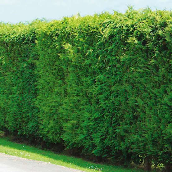 Kit de seto XL Ciprés de Leyland para 10 metros lote de 10 - Maceta de ...