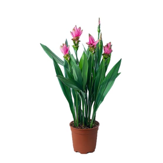 CURCUMA alismatifolia 'Siam Splash' - Jardiland