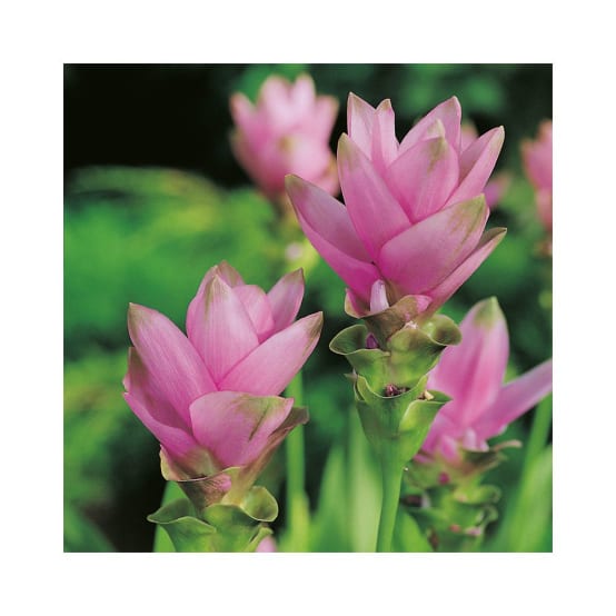 CURCUMA alismatifolia 'Siam Splash' - Jardiland