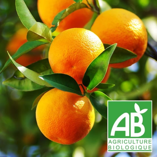 Clémentinier Bio - Pot de 3 litres - Jardiland