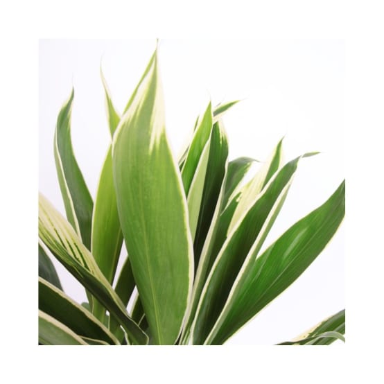 CORDYLINE fruticosa 'New Conga' - Jardiland