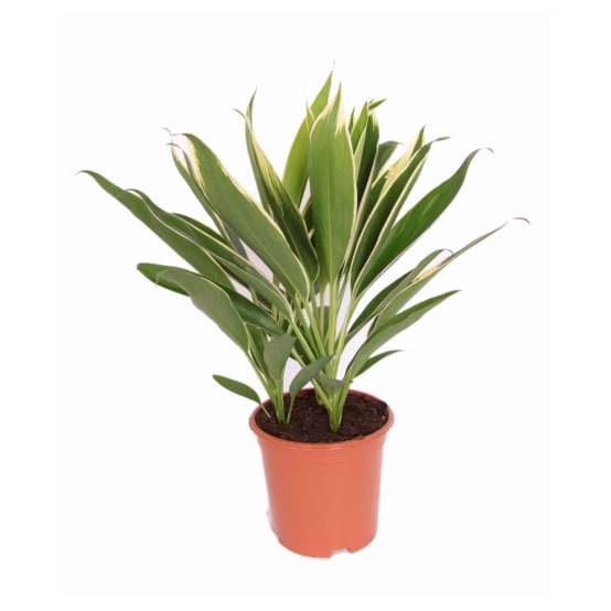 CORDYLINE fruticosa 'New Conga' - Jardiland