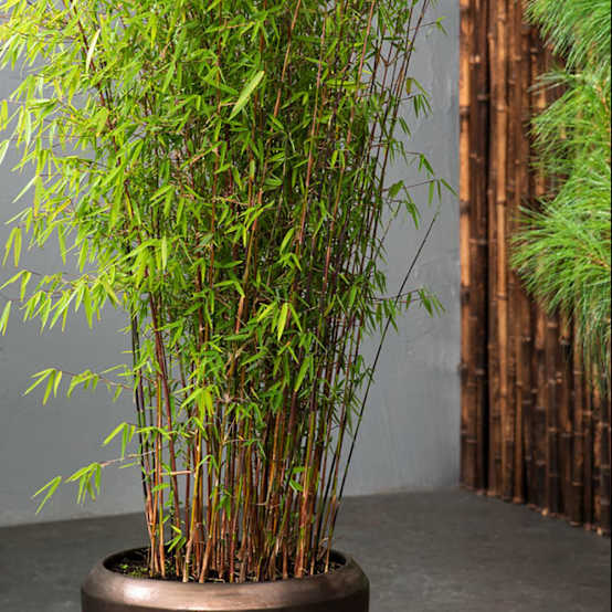 Bambou non traçant : Fargesia 'Red Dragon' - Pot de 5 litres - Jardiland