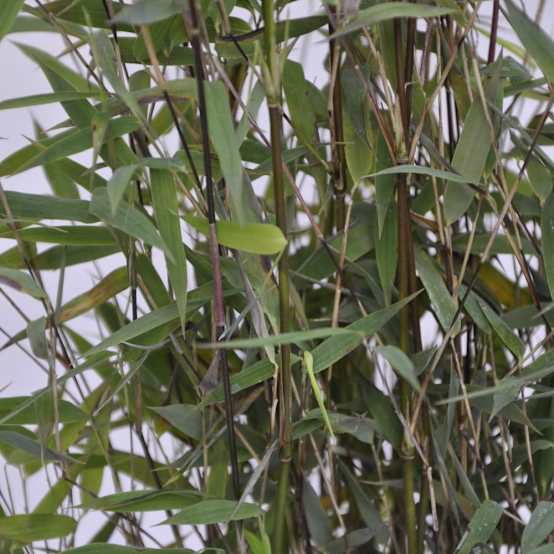 Bambou non traçant : Fargesia 'Red Dragon' - Pot de 5 litres - Jardiland