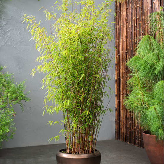 Bambou non traçant : Fargesia 'Red Dragon' - Pot de 5 litres - Jardiland