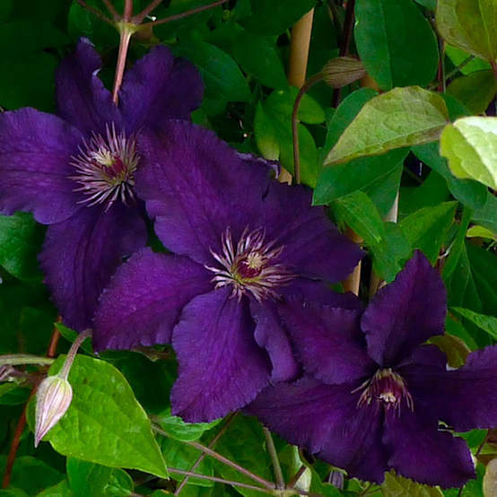 Clématite Rasputin - Pot de 3 litres - Jardiland
