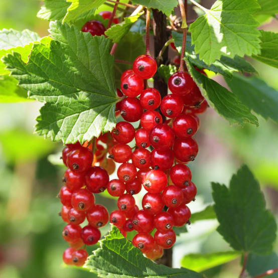 Groseillier Raisin agate rouge - Maceta de 2 litros - Jardiland