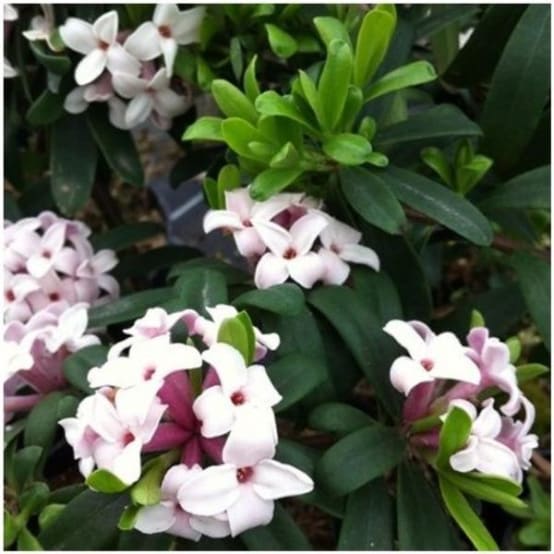 Daphné d'été 'Eternal Fragrance'® - Pot de 3 litres - Jardiland