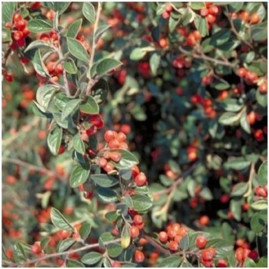 Cotoneaster franchetii - Pot de 3 litres - Jardiland