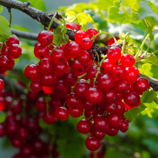 Grosellero 'Jonkheer Van Tets' - Maceta de 2 litros - Jardiland