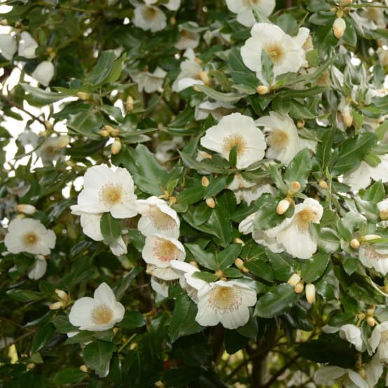 Eucryphia 'Rostrevor' - Pot de 4 litres - Jardiland