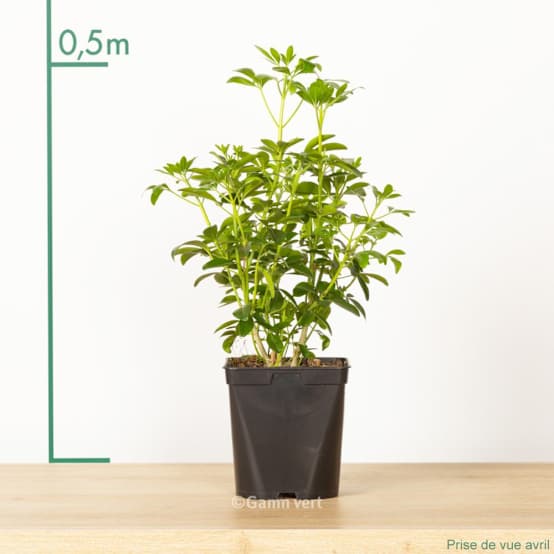 Oranger du Mexique - Pot de 2 litres - Jardiland