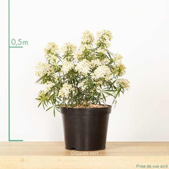 Oranger du Mexique 'White dazzler' - Pot de 7.5 litres - Jardiland