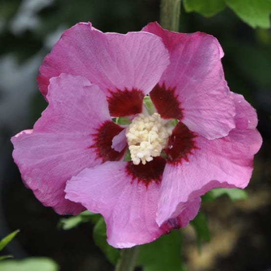 Hibiscus syriacus 'Pink giant' - Pot de 4 litres - Jardiland