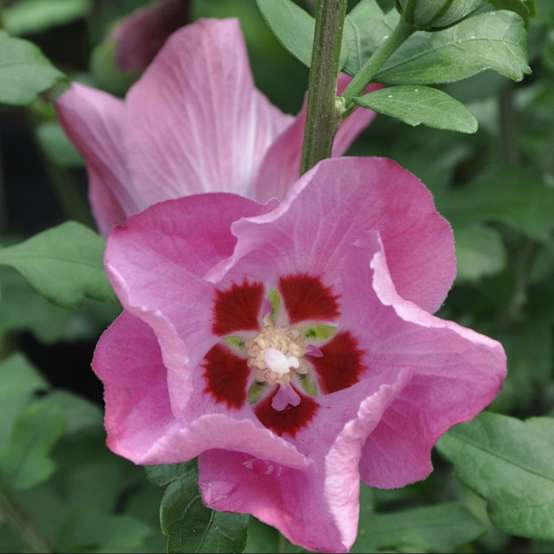 Hibiscus syriacus 'Pink giant' - Pot de 4 litres - Jardiland