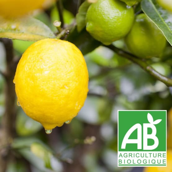 Citronnier 'Meyer' - Pot de 5 litres - Jardiland