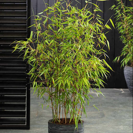 Bambou non traçant : Fargesia 'Asian Wonder' - Pot de 12 litres - Jardiland