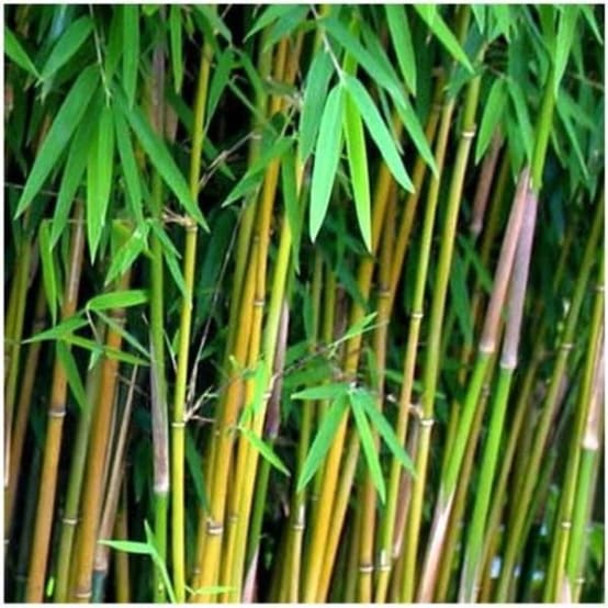 Petit bambou : Fargesia 'Jiuzhaigou' - Pot de 5 litres - Jardiland