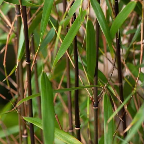 Bambou non traçant : Fargesia Asian Wonder - Pot de 5 litres - Jardiland