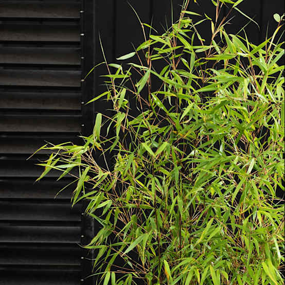 Bambou non traçant : Fargesia Asian Wonder - Pot de 5 litres - Jardiland
