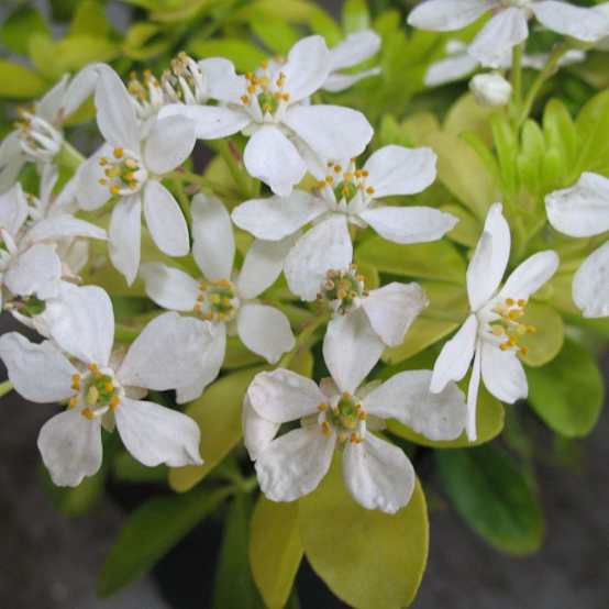 Oranger du Mexique Choisya 'Sundance' - Pot de 3 litres - Jardiland