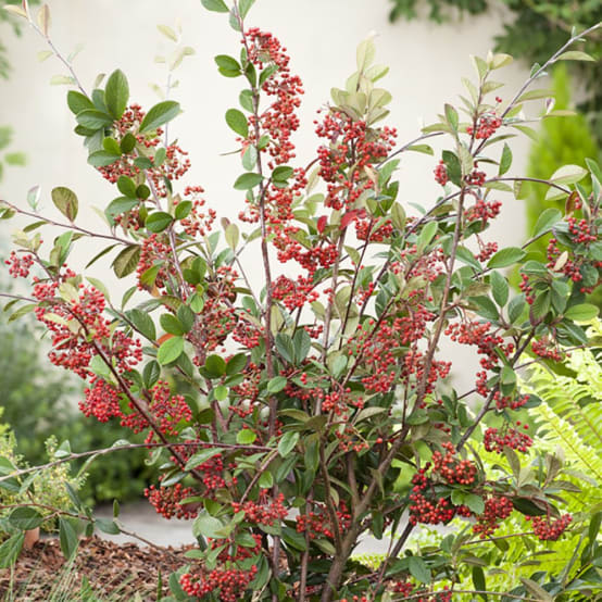 Cotoneaster lacteus - Pot de 3 litres - Jardiland