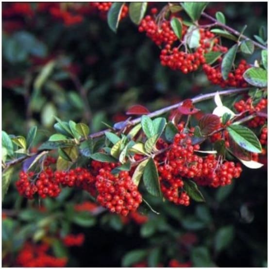 Cotoneaster lacteus - Pot de 3 litres - Jardiland