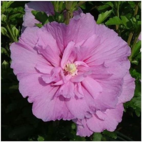 Hibiscus Syriacus Lavender Chiffon Pot De 3 Litres Jardiland