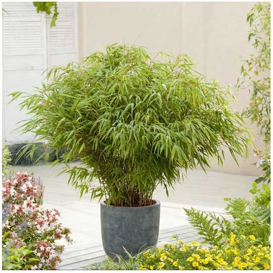 Petit bambou : Fargesia rufa - Pot de 10 litres - Jardiland