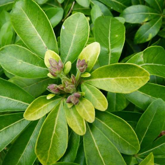 Oranger du Mexique - Pot de 3 litres - Jardiland