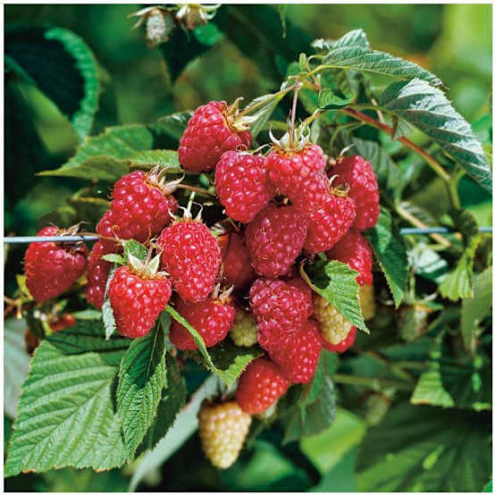 Framboisier 'Meeker' - Pot de 5.5 litres - Jardiland