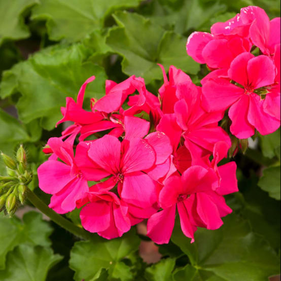 Geranium Caliente rose lot de 6 - BQT 6 GODETS 7CM - Jardiland