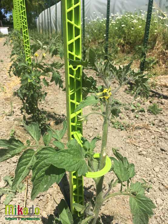Pack tuteurs à tomate plastique - MIKADO - Jardiland