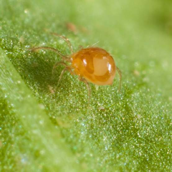 Acarien prédateur Phytoseiulus persimilis boîte de 500 - BIOTOP - Jardiland