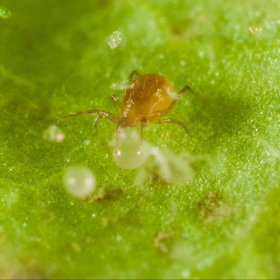 Acarien prédateur Phytoseiulus persimilis boîte de 500 - BIOTOP - Jardiland