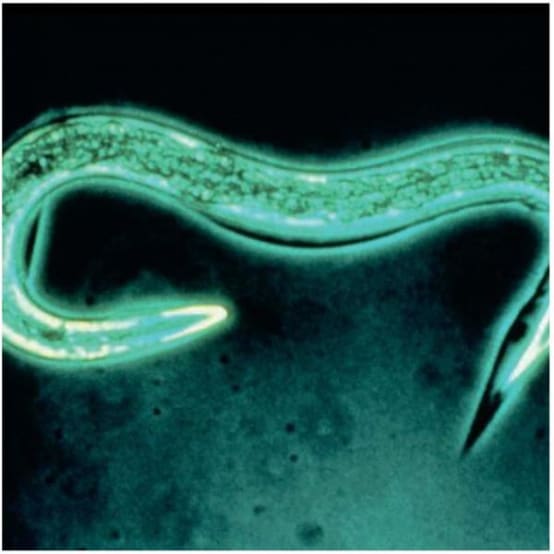 Nematodos Anti-babosas Phasmarhabditis hermaphrodita caja de 30 ...