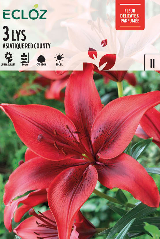 Lirio asiático Red County bulbos cal 16/18 x3 - ECLOZ - Jardiland