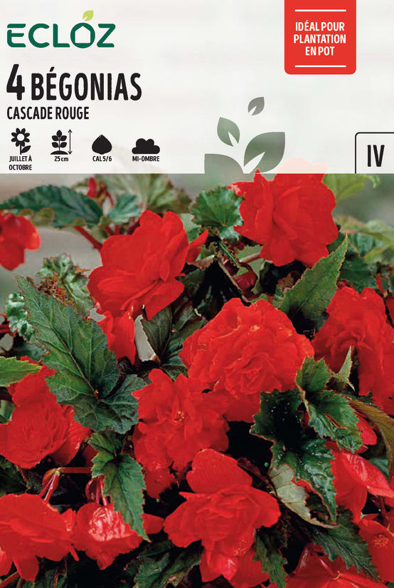 Bégonia Cascade Rouge Cal 5/6 x4 - ECLOZ - Jardiland