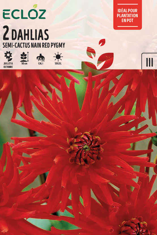 Bulbos Dahlia semi-cactus enano Red Pygmy x2 Cal I – ECLOZ - Jardiland