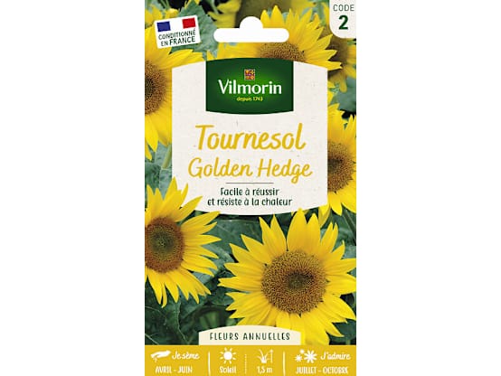 Tournesol fleurs simples jaunes fond de massifs Golden Hedge - VILMORIN ...