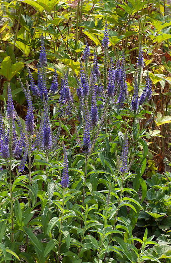 Veronica longifolia 'Skyler White'Théma: les bouquets - ECLOZ ...