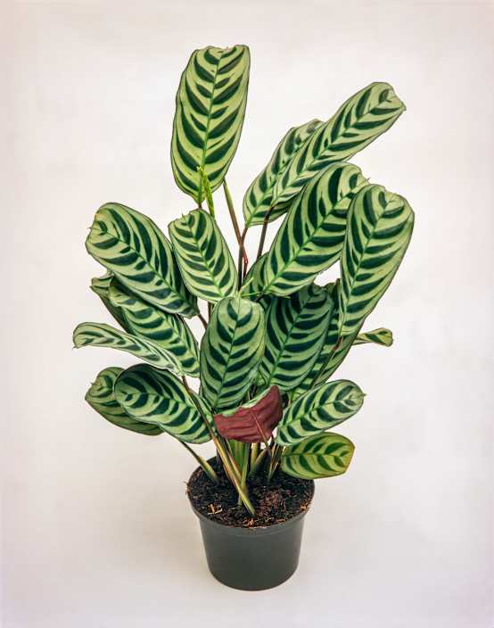 Ctenanthe oppenheimiana - Ctenanthe, Palmier de Sago, Sagoutier - Jardiland