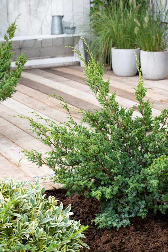 Juniperus chinensis 'Blue Alps' - Genévrier de Chine - Pot de 7.5 ...