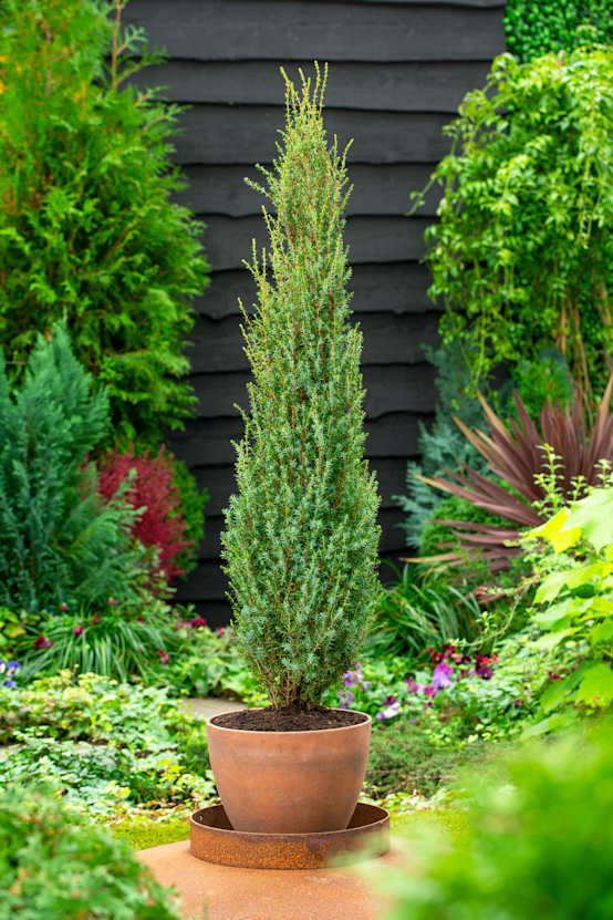 Juniperus communis 'Sentinel' - Genévrier commun - Pot de 3 litres ...